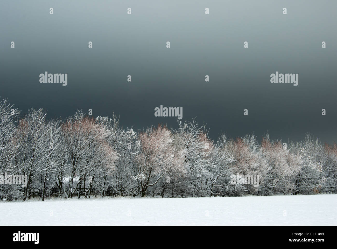 Autumn snow fall Stock Photo - Alamy