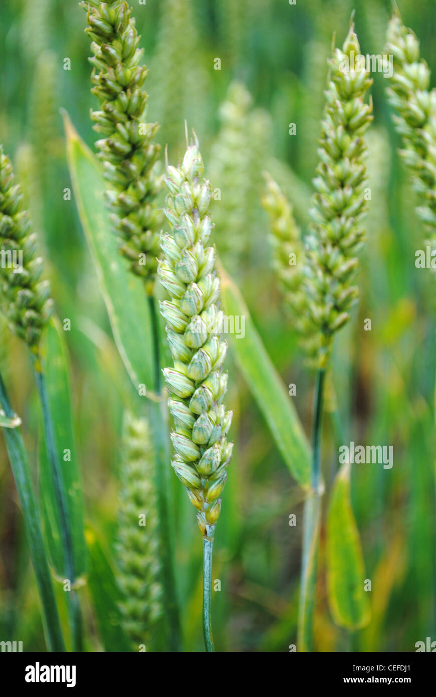 Wheat growing in the Field Stock Photo - Alamy