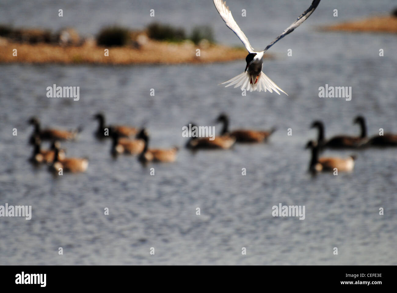 Hovering common tern hi-res stock photography and images - Alamy