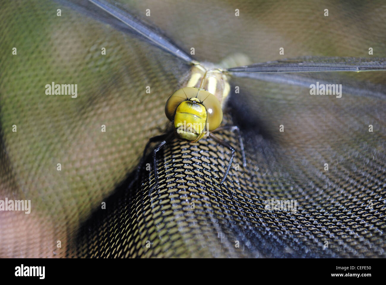 Club Tailed Dragonfly Stock Photos & Club Tailed Dragonfly Stock Images ...