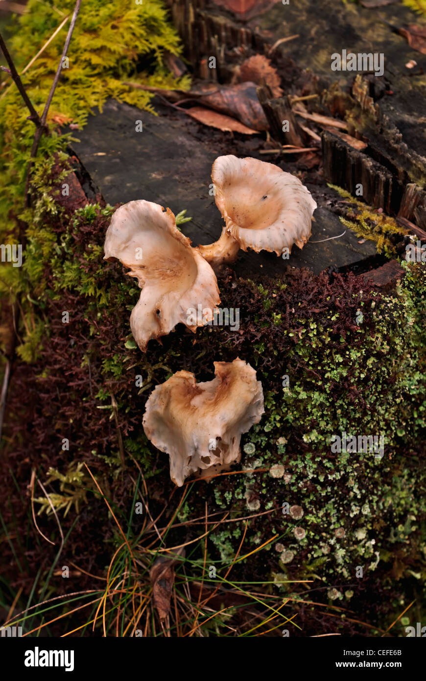 Fungi. Nature captured at Lauvås, Norway Stock Photo - Alamy