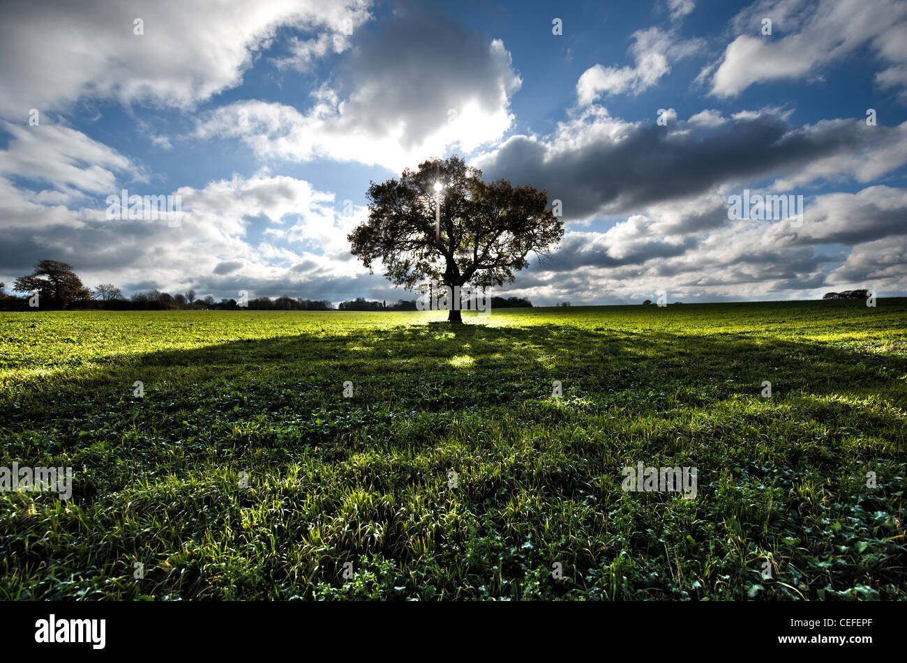 A tree being lit up by the sun appearing from behind Stock Photo - Alamy