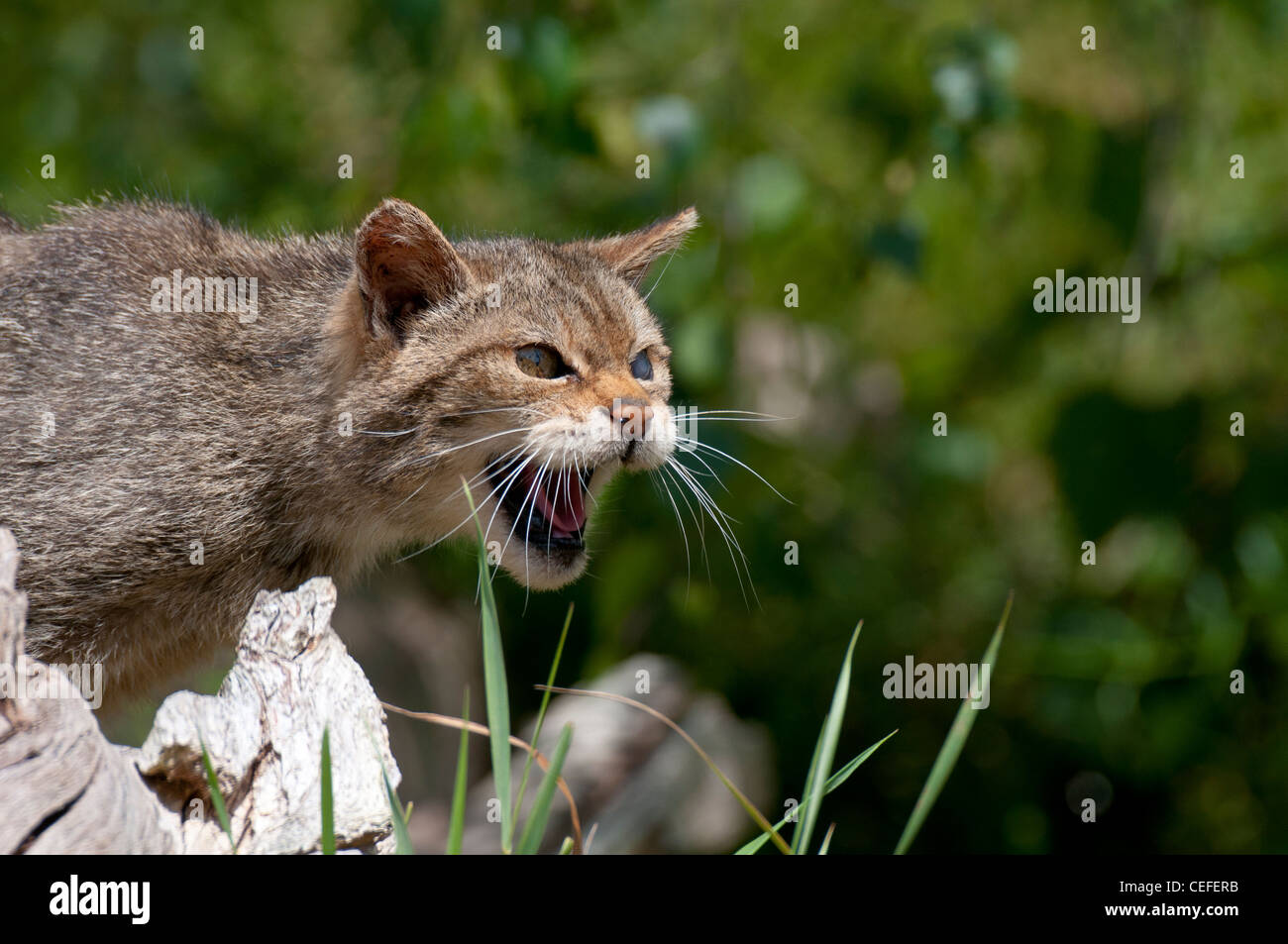 Scottish wild cats hi-res stock photography and images - Alamy