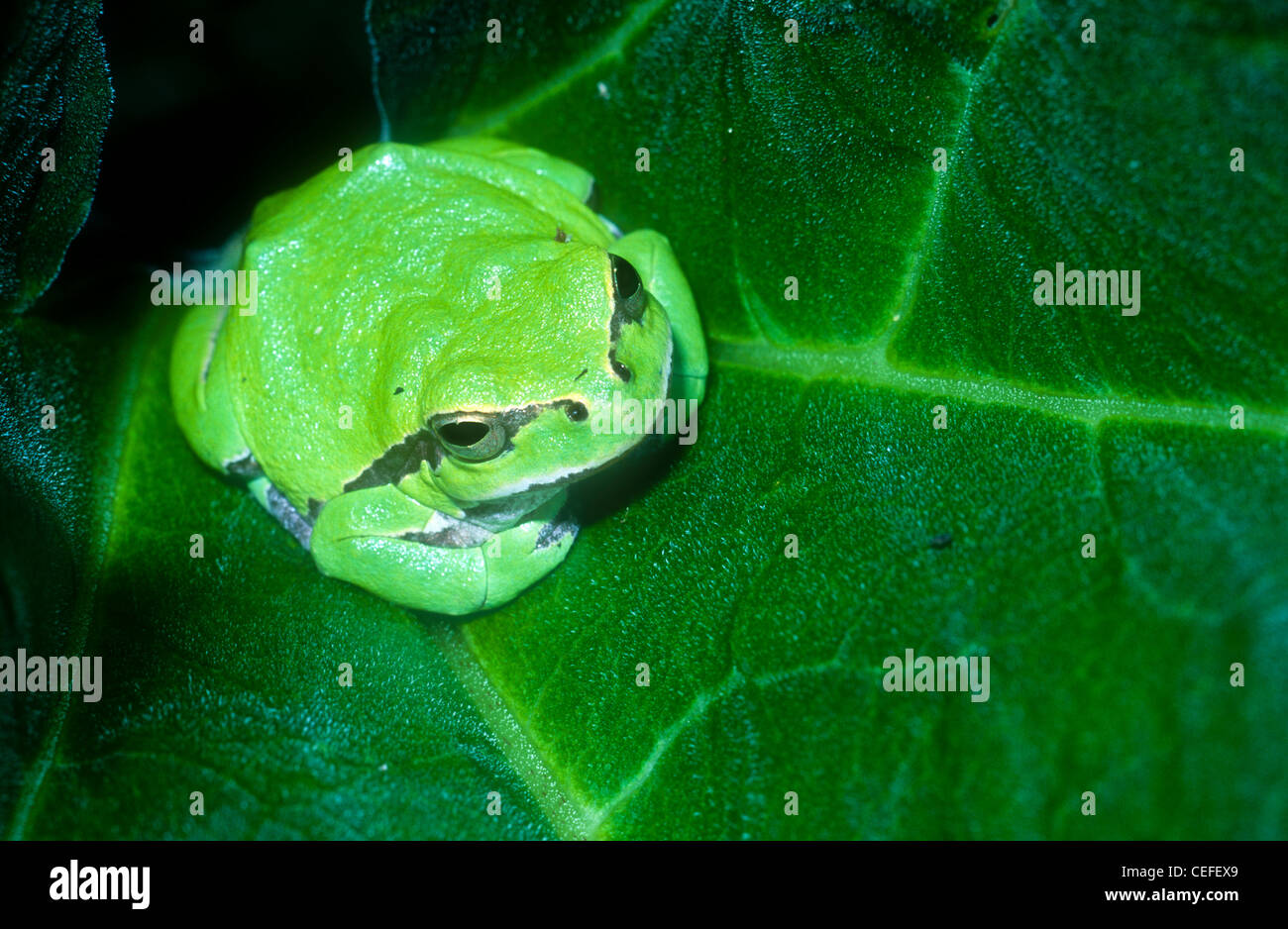 European green tree frog, Hyla arborea, Spain Stock Photo - Alamy