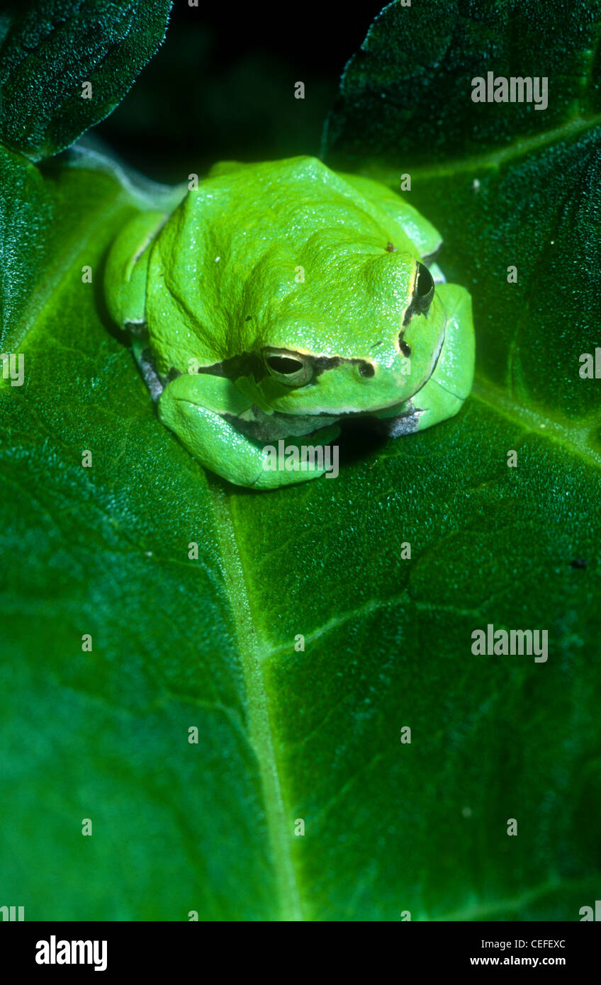 European green tree frog, Hyla arborea, Spain Stock Photo - Alamy