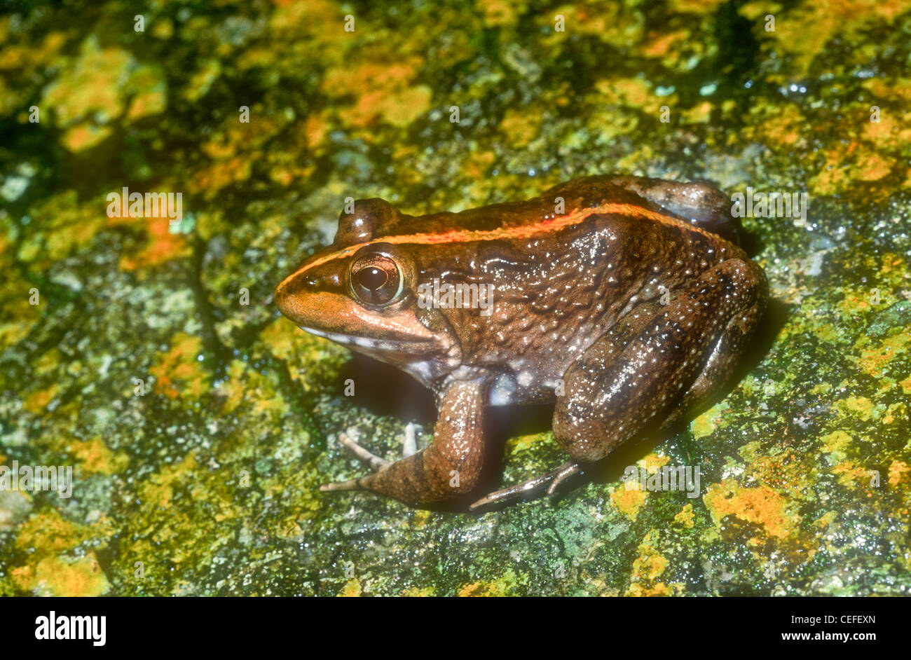 Stream frog, Strongylopus species, Tradouw's Pass, South Africa Stock ...