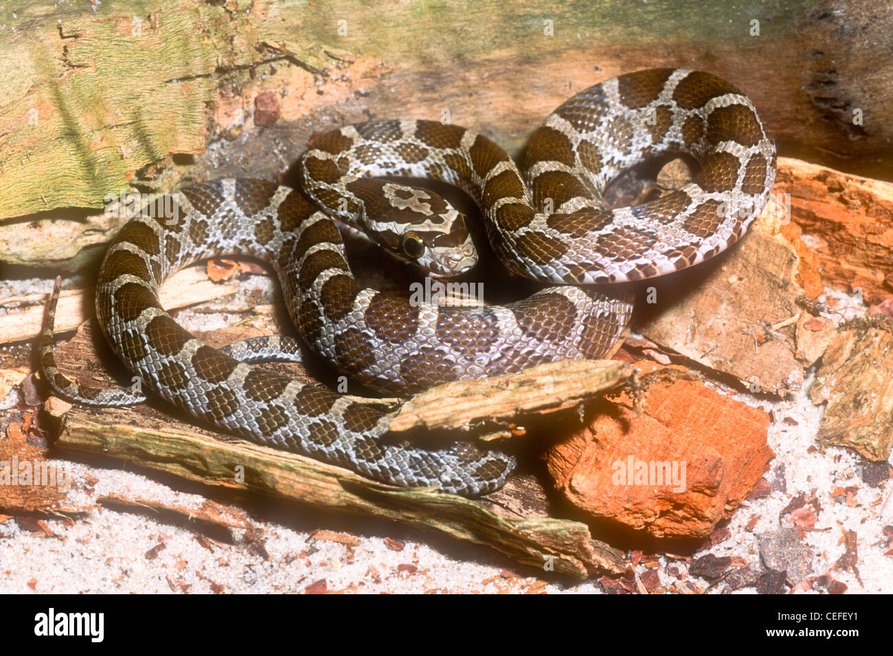 Plains rat snake, Pantherophis emoryi, formerly Elaphe guttata emoryi ...