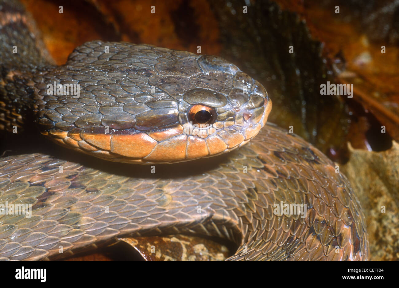 Habu snake hi-res stock photography and images - Alamy