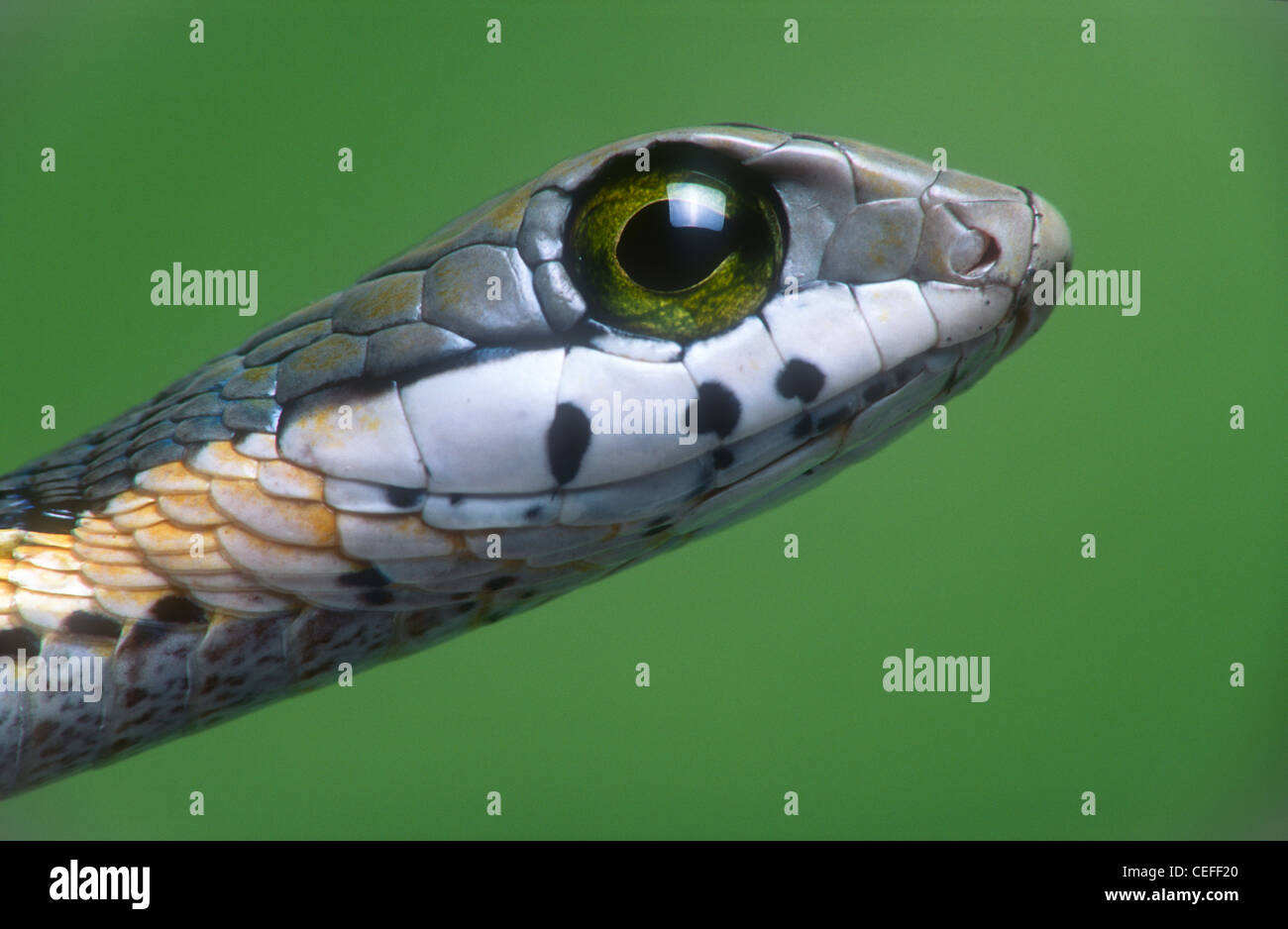 Boomslang snake hi-res stock photography and images - Alamy