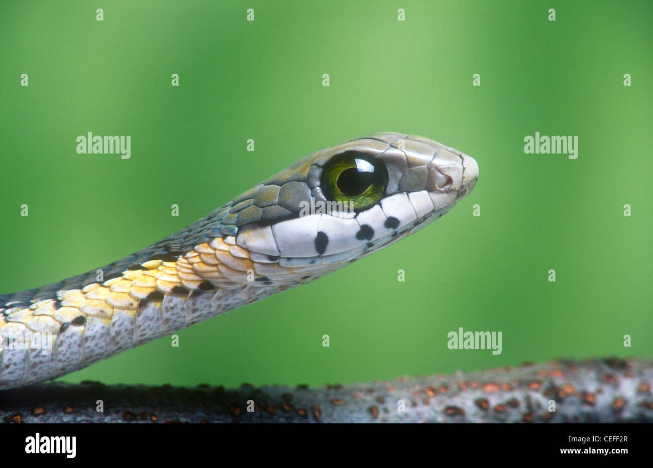 Boomslang, Dispholidus typus South Africa Stock Photo - Alamy