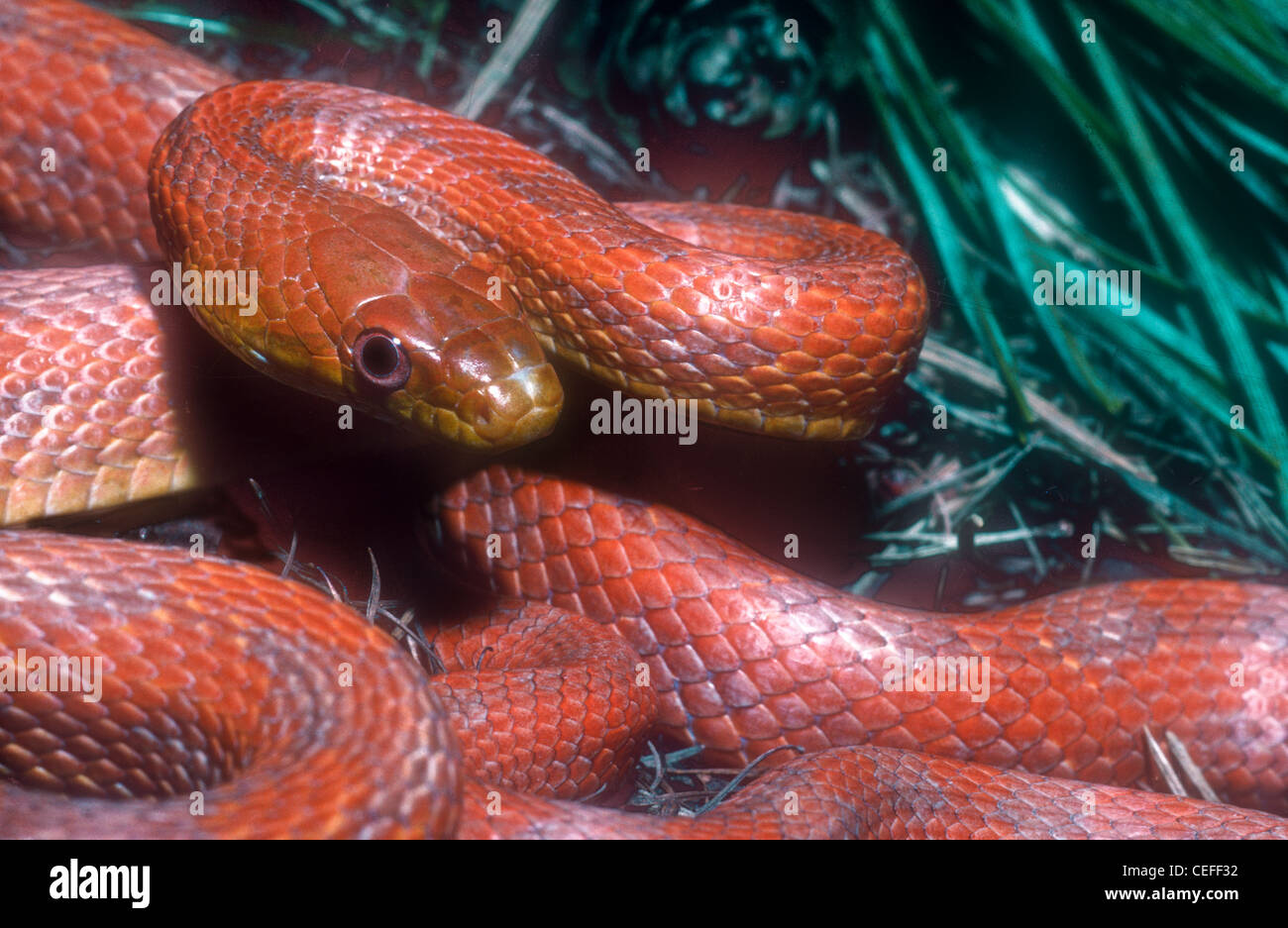 Everglades rat snake, Pantherophis obsoletus, formerly Elaphe obsoleta ...