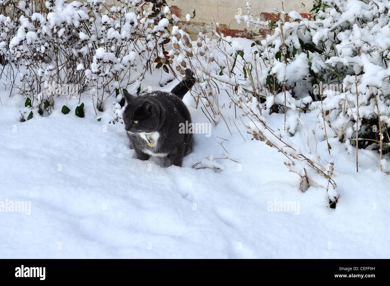 Exceptionally long, cold winter in England of 2011-2012 with West ...