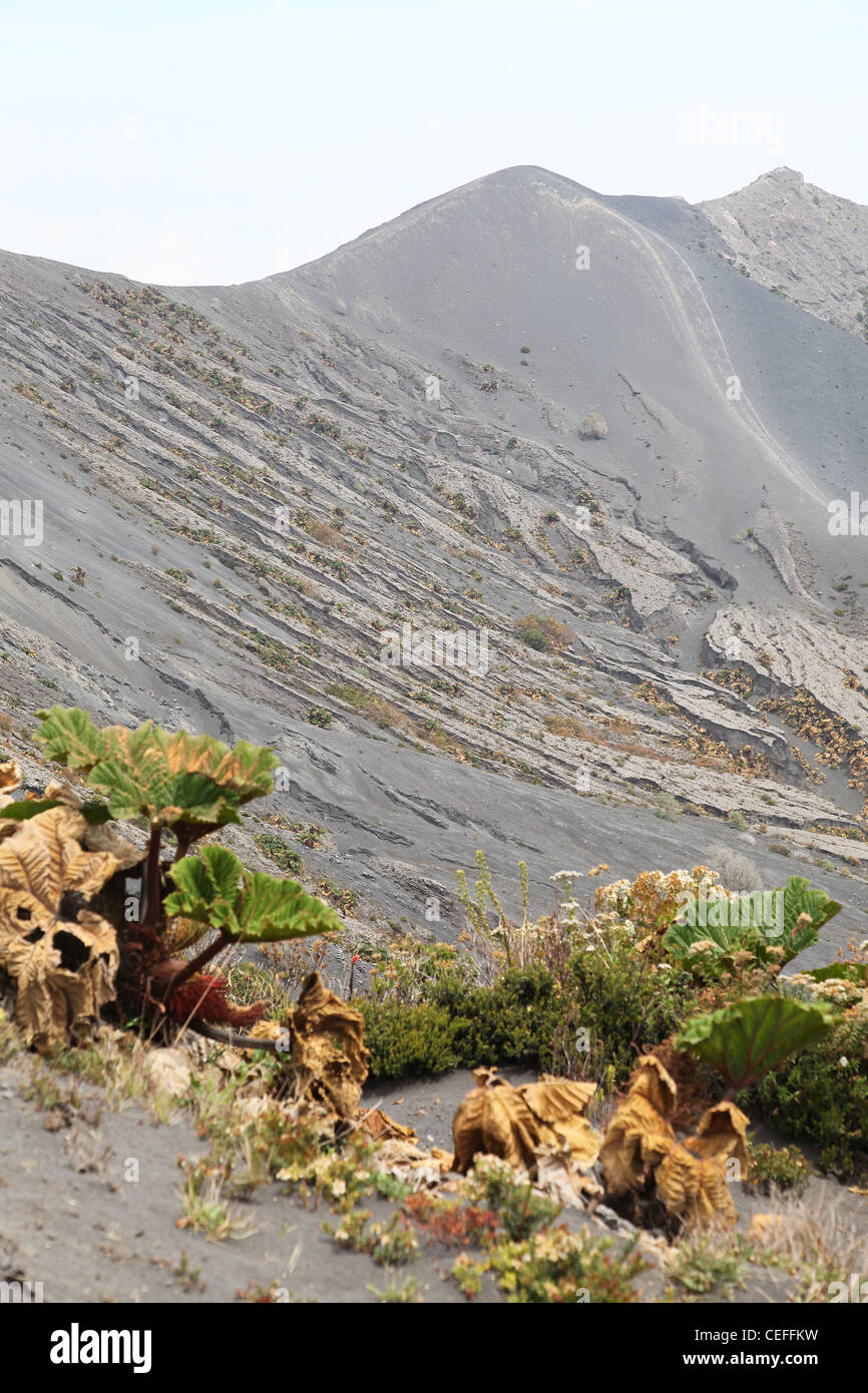 Acid rain damaged plants on the slopes of the caldera of Irazú Volcano ...