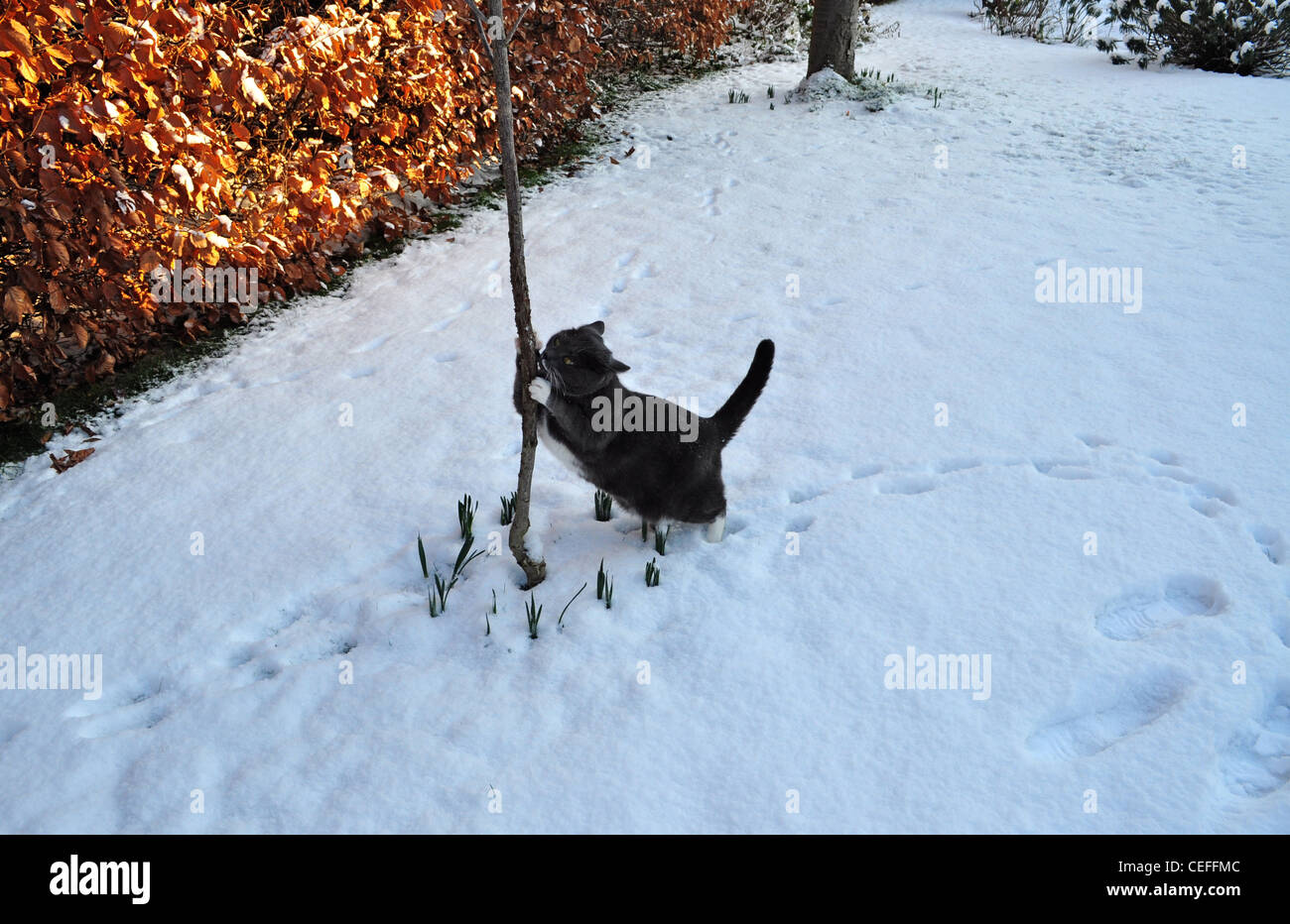 Exceptionally long, cold winter in England of 2011-2012 with West ...