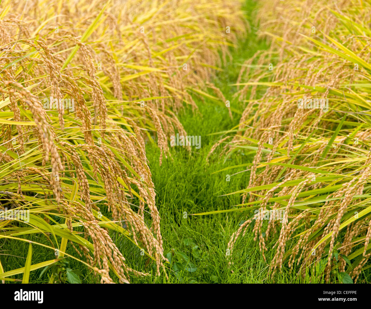Close up of rice paddy Takayama Japan Stock Photo - Alamy