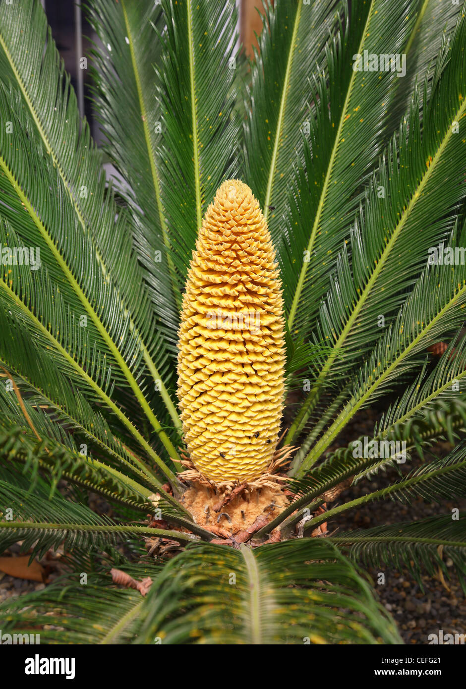 A large yellow pine cone and fronds Costa Rica Central America Stock ...