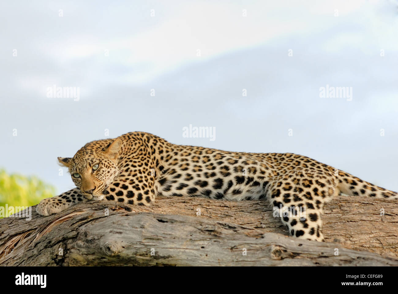 Leopardess in africa hi-res stock photography and images - Alamy