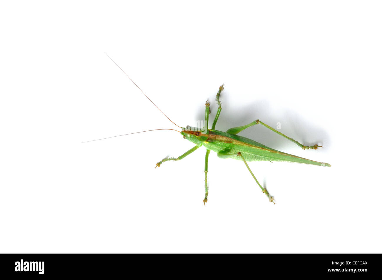 Grasshopper green Cut Out Stock Images & Pictures - Alamy