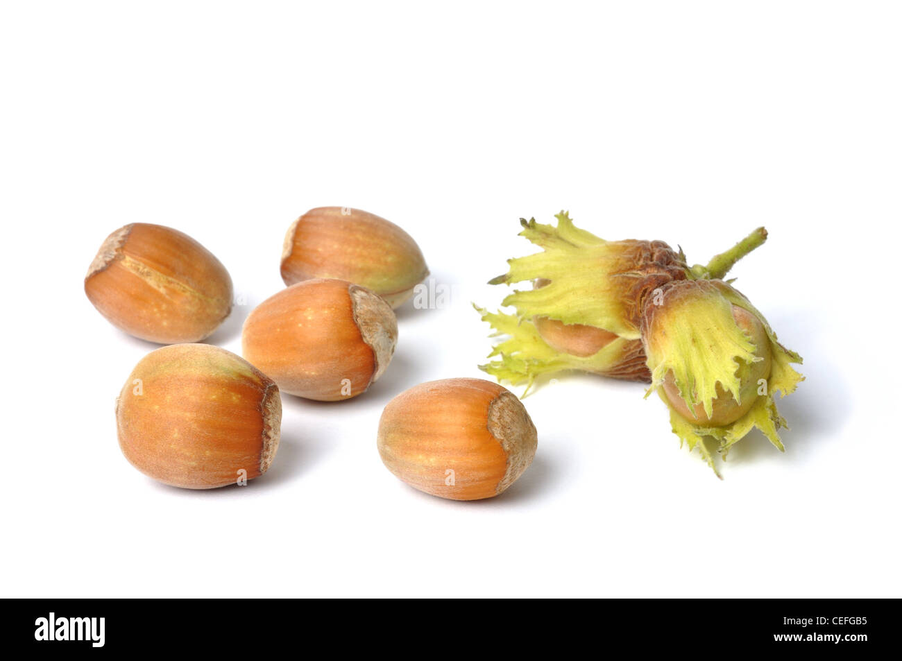Hazelnuts on White Stock Photo - Alamy