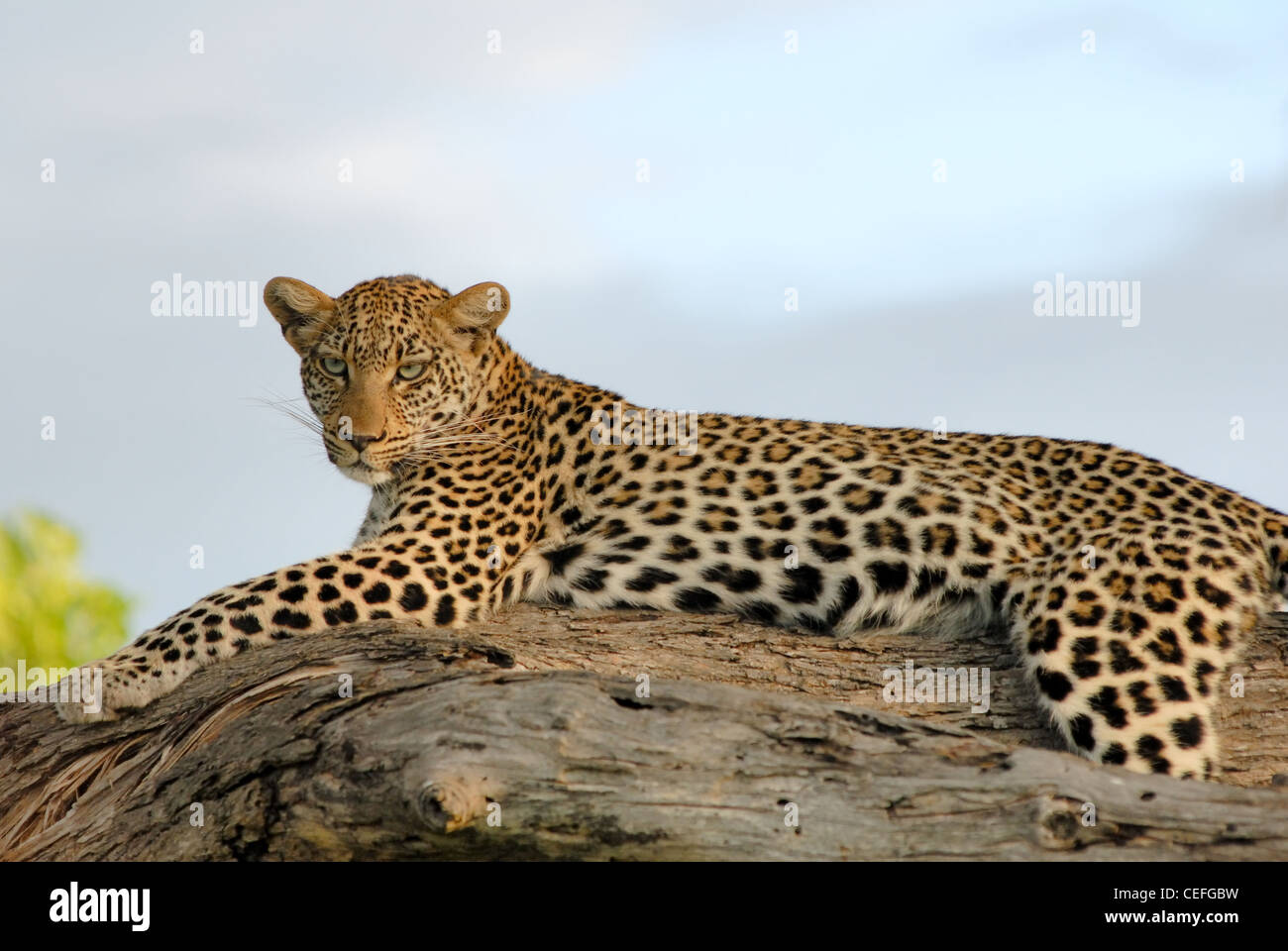 African Leopard resting on a log Stock Photo - Alamy