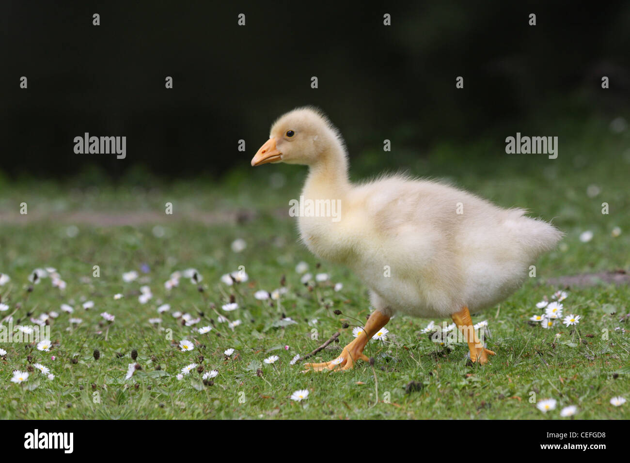 Baby chicken walking hi-res stock photography and images - Alamy