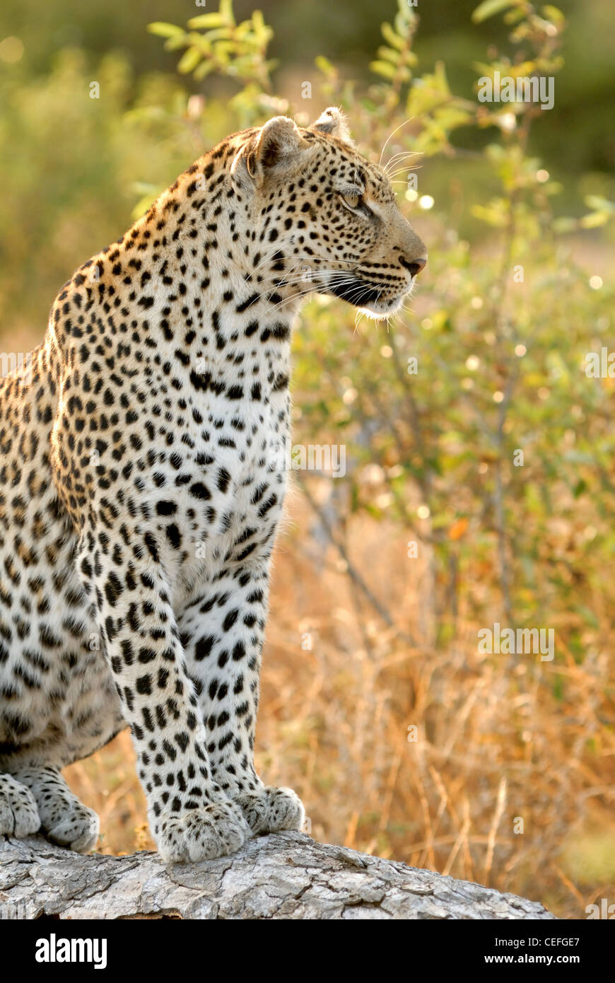 African Leopard display her profile Stock Photo - Alamy