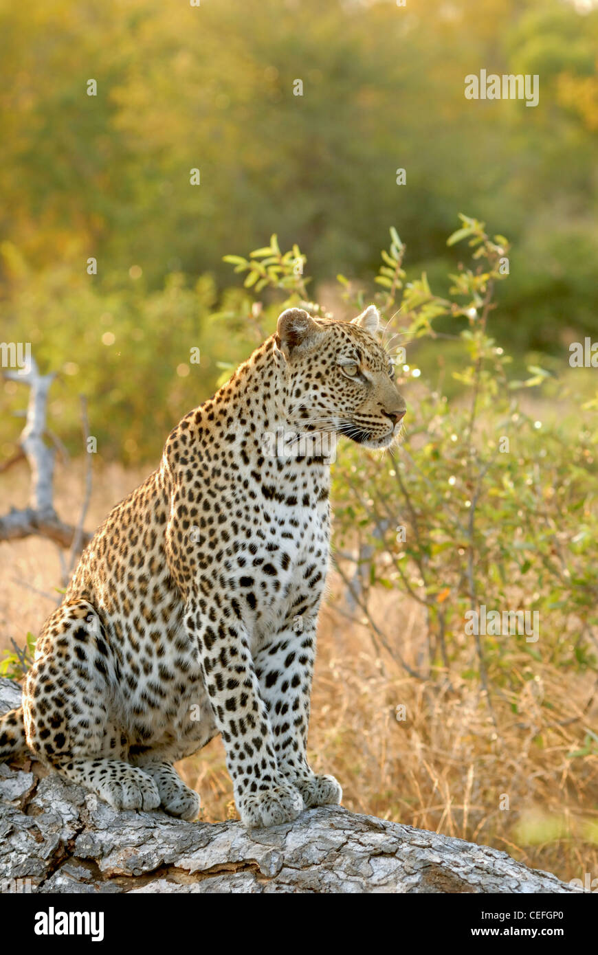A adult Leopardess on the lookout for prey during a morning hunt Stock ...