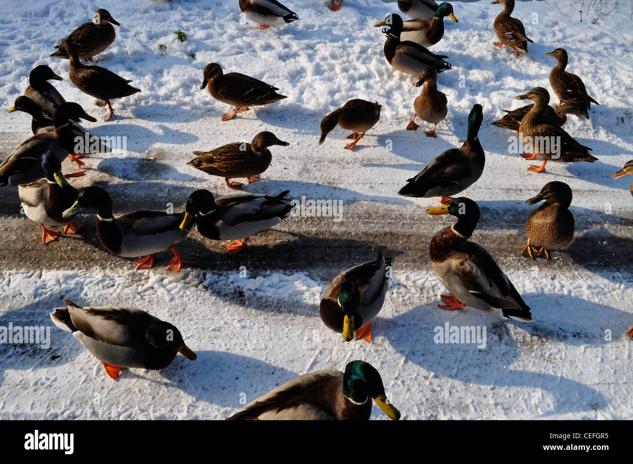 Exceptionally long, cold winter in England of 2011-2012 with West ...