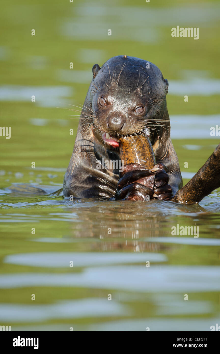 Giant river otter hi-res stock photography and images - Alamy