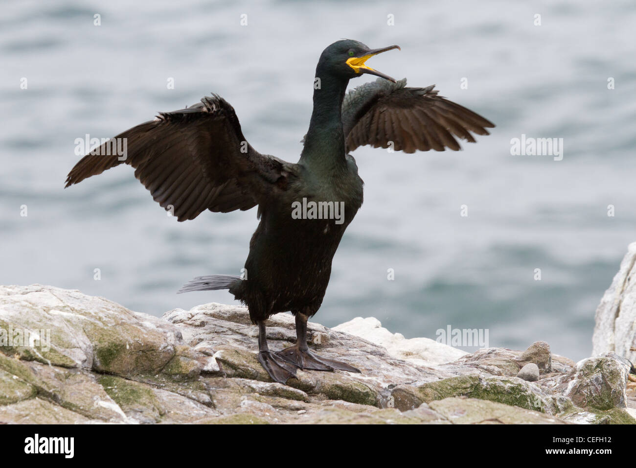 Stretching wings hi-res stock photography and images - Alamy
