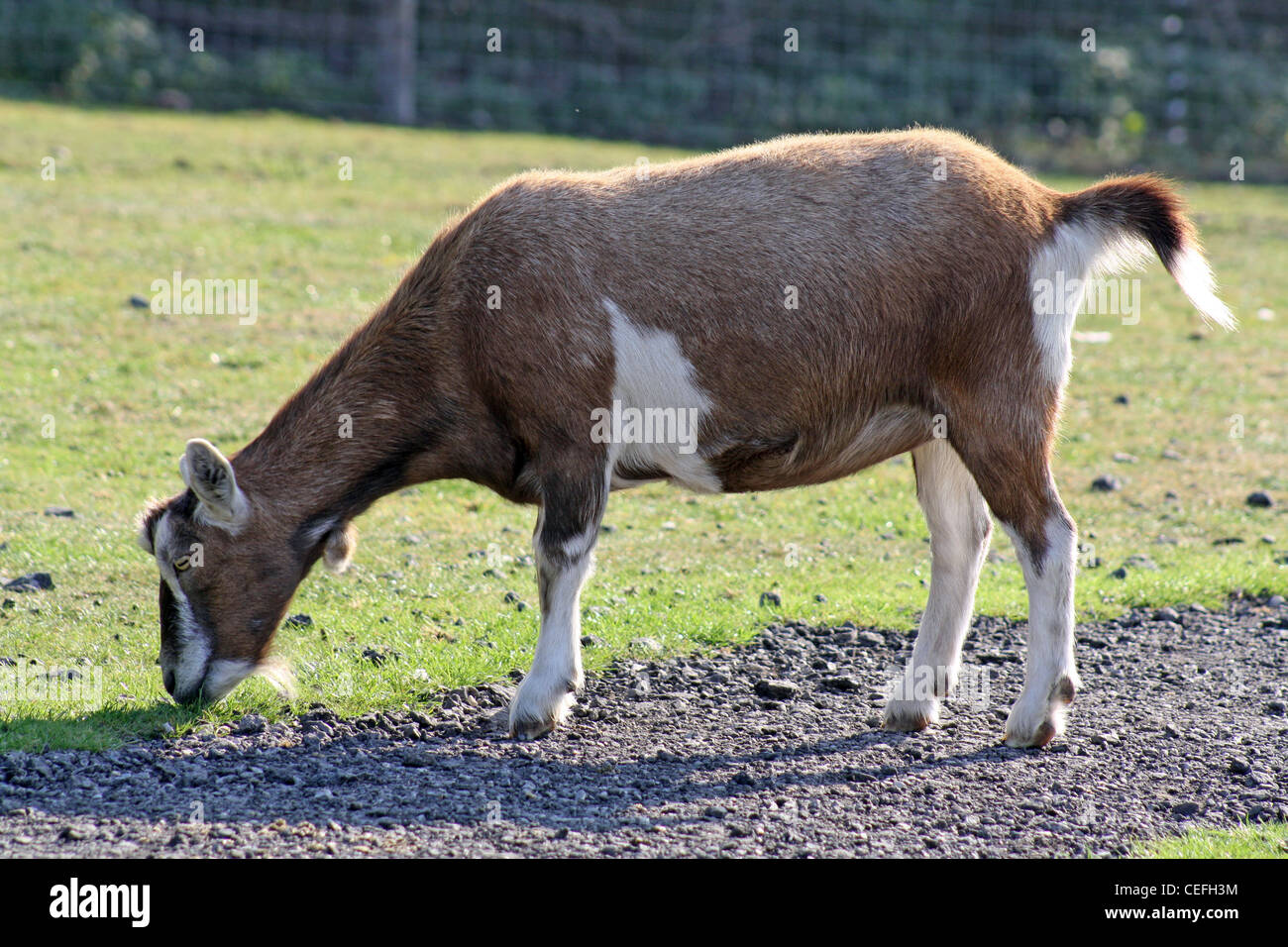 goat in a field Stock Photo - Alamy