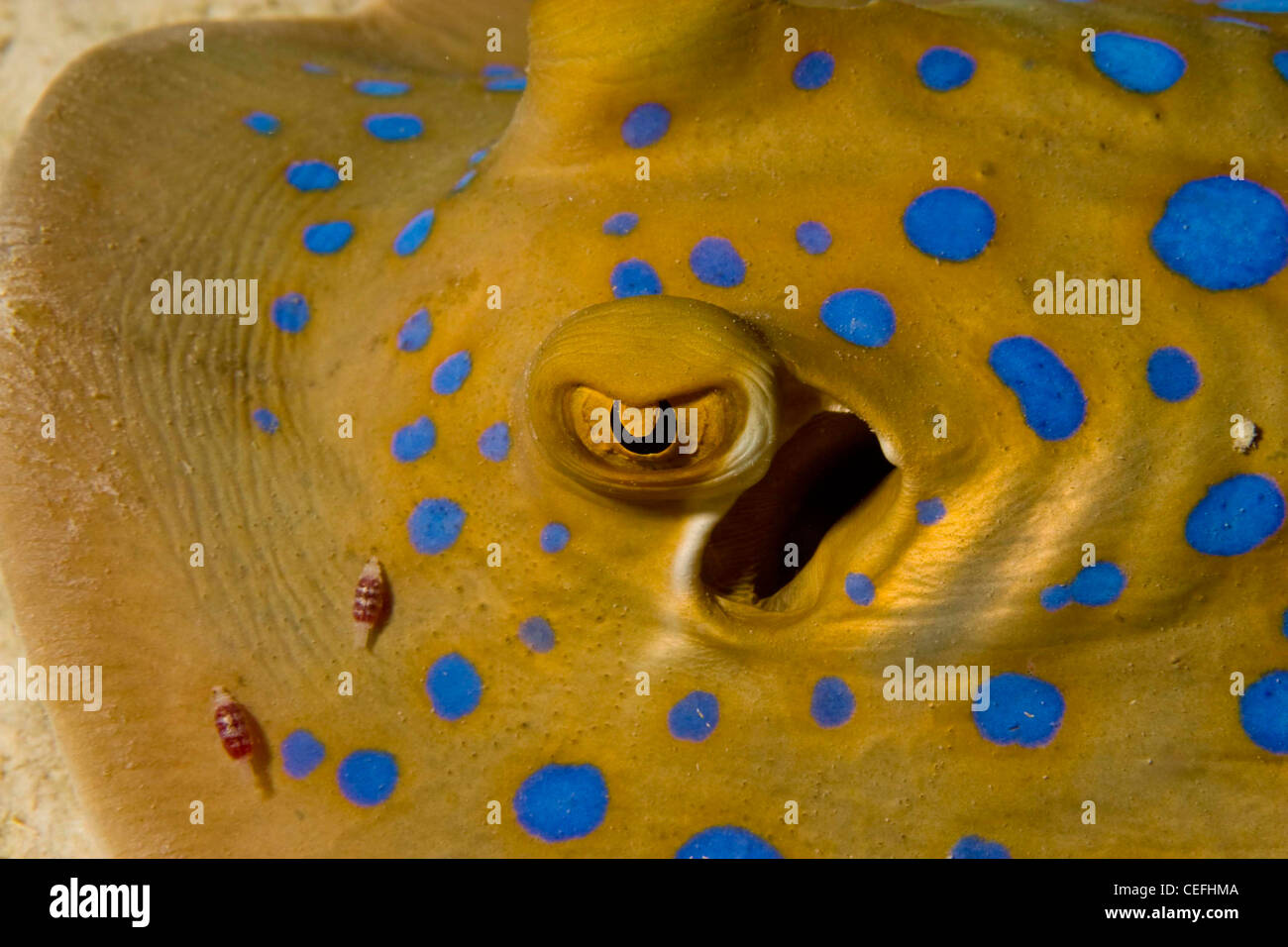 Spotted snails hi-res stock photography and images - Alamy