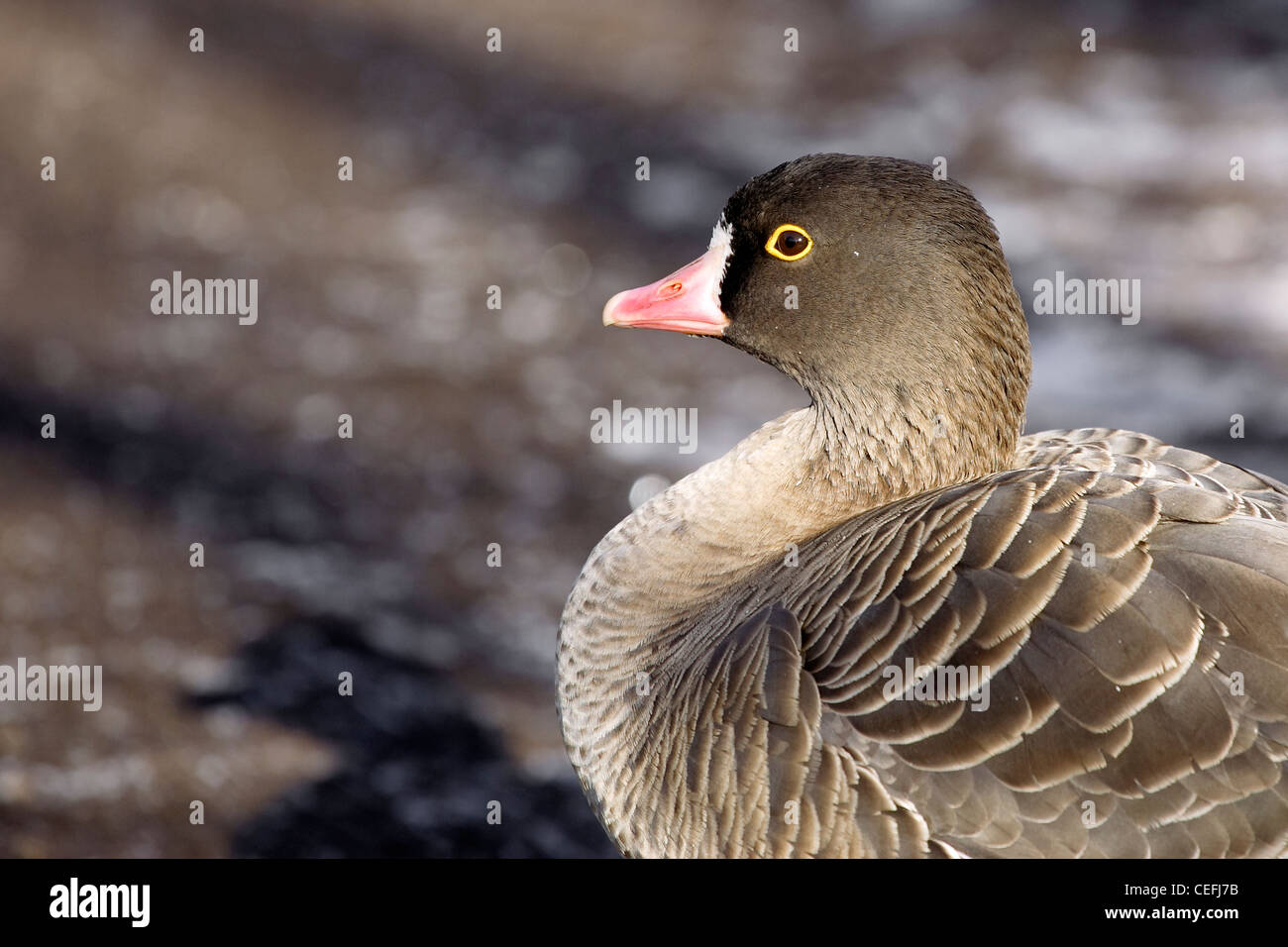 portrait of a Lesser White-fronted Goose (Anser erythropus Stock Photo ...