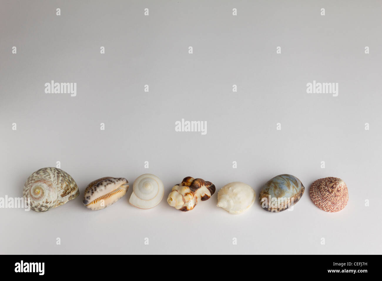 clam, conch, mussel, shell, background Stock Photo - Alamy