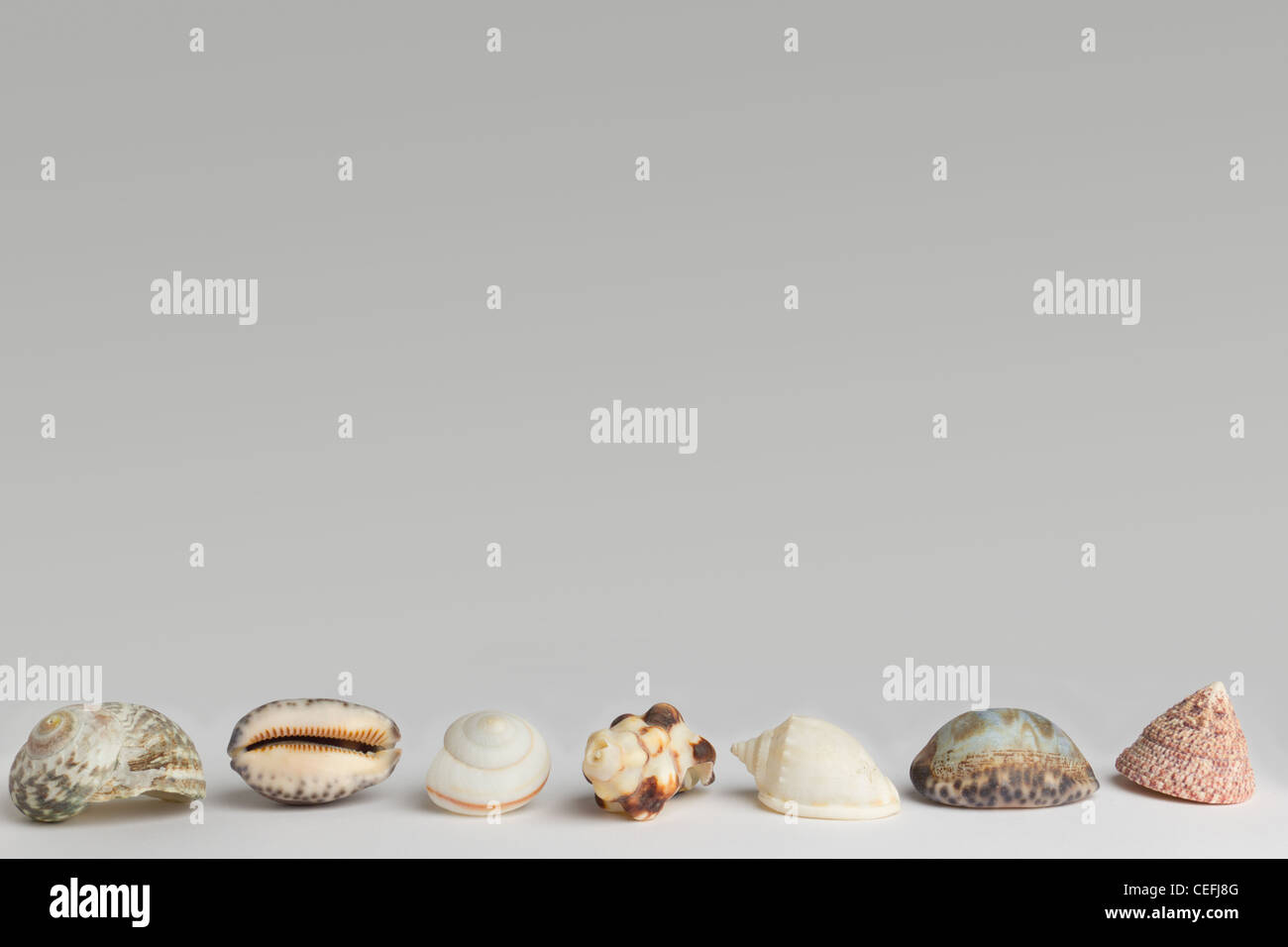 clam; conch; mussel; shell, frame, background Stock Photo - Alamy