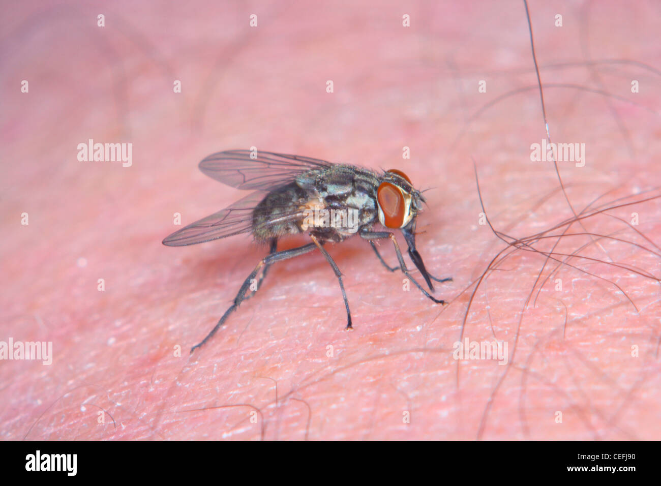 Stable fly hi-res stock photography and images - Alamy