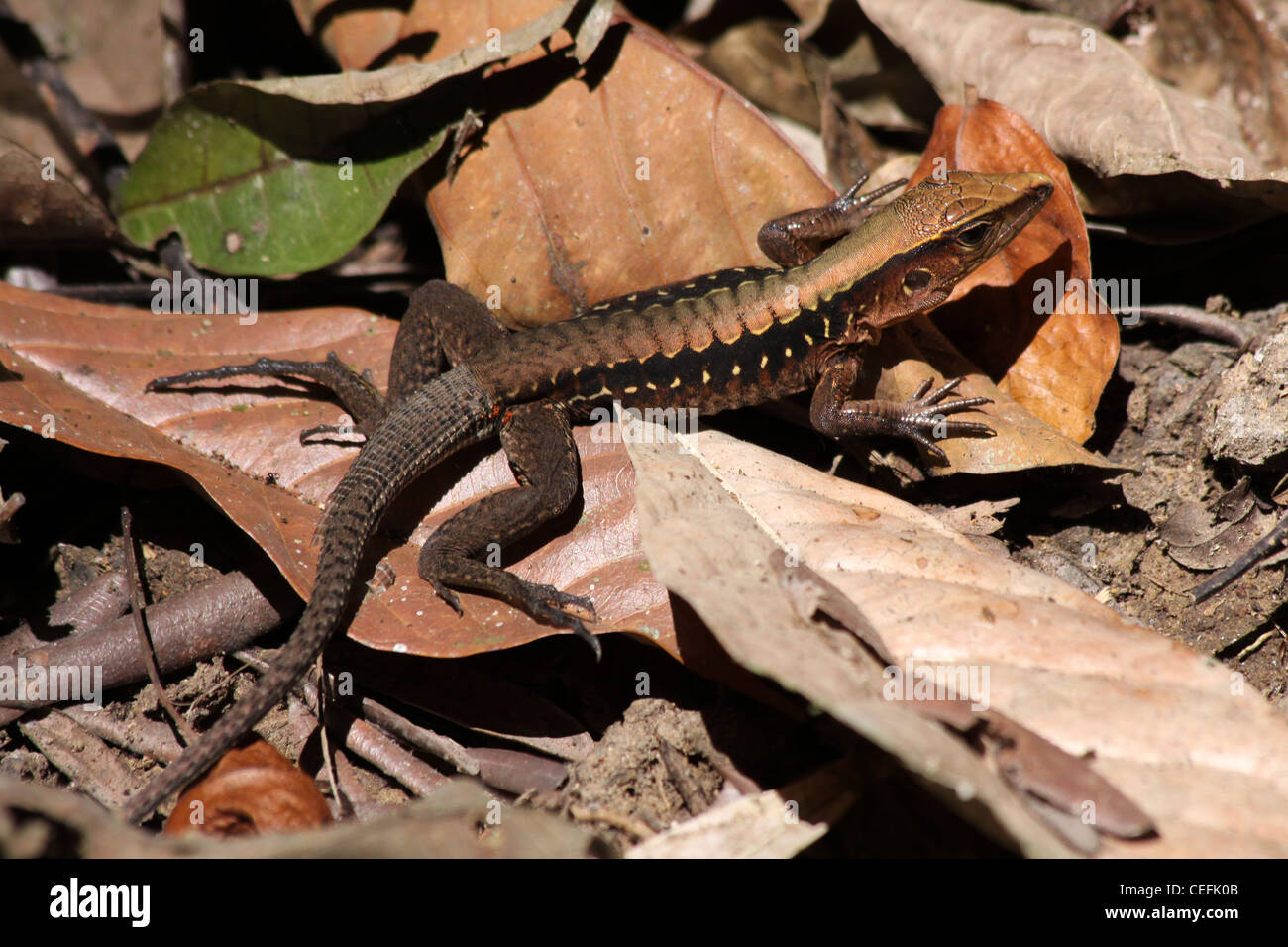 South American Reptiles