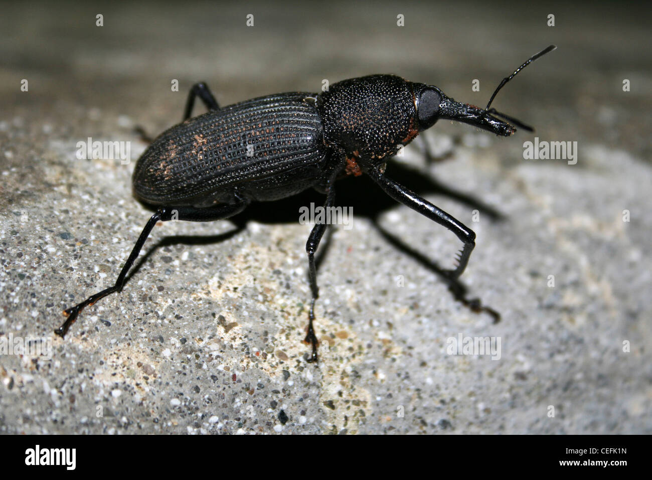 Weevil costa rica hi-res stock photography and images - Alamy