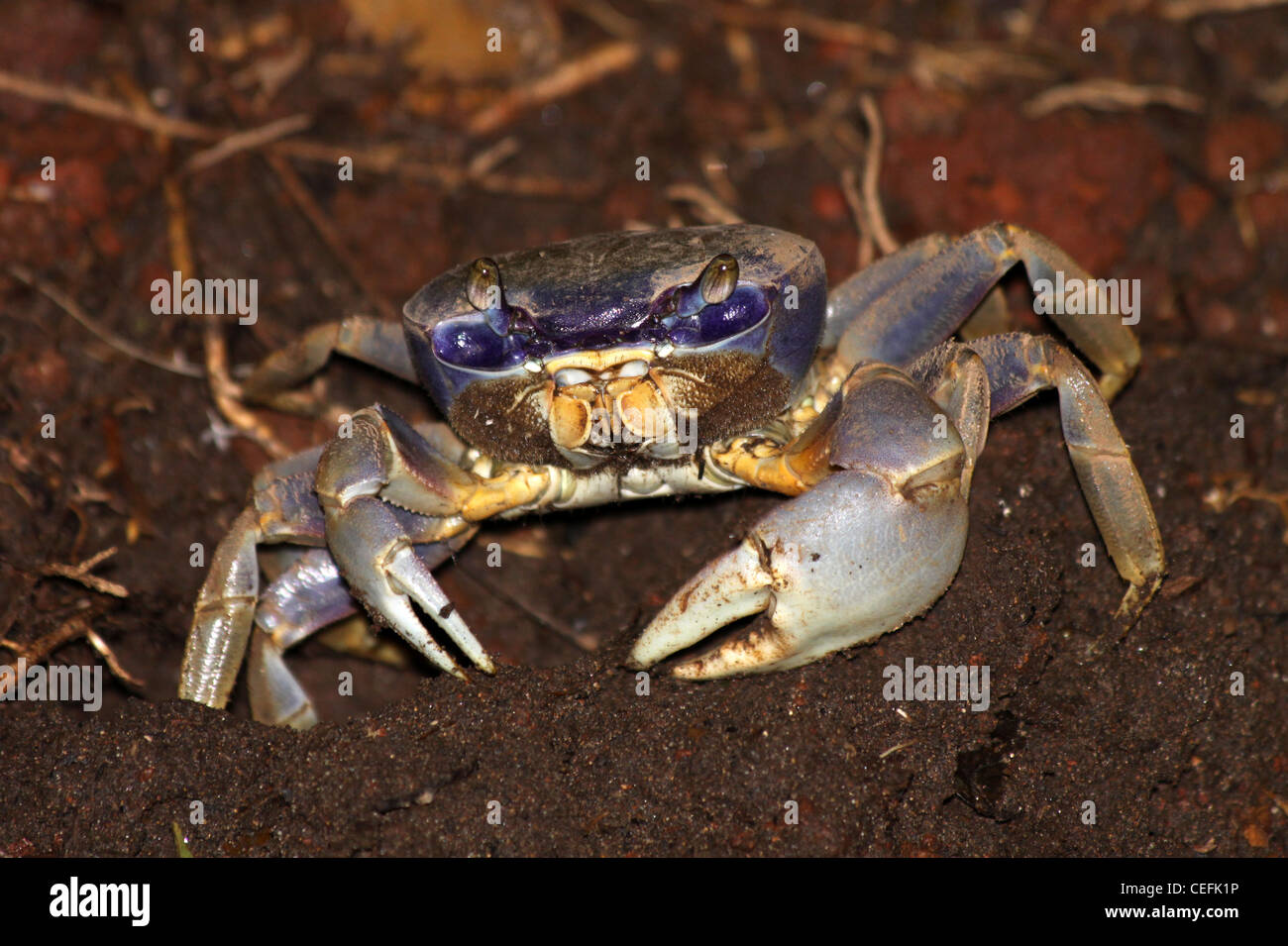 Ocypode arenarius hi-res stock photography and images - Alamy