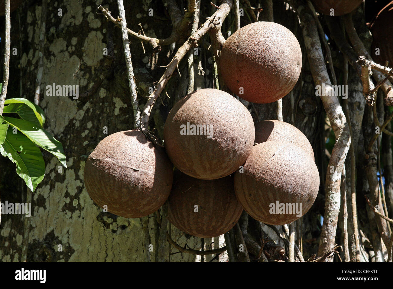 Cannonball Tree ( a.k.a. Ayahuma) Couroupita guianensis Stock Photo - Alamy
