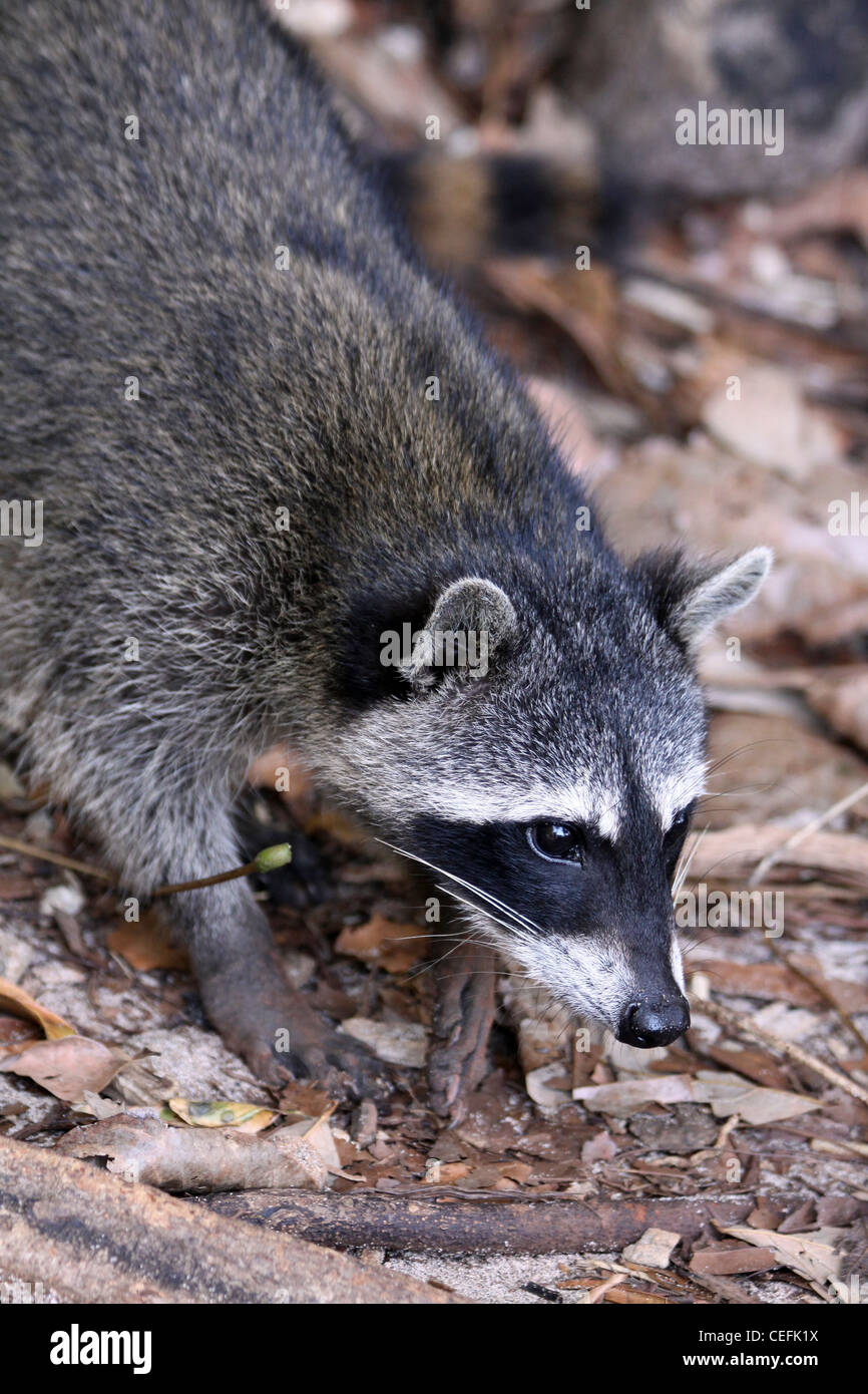Northern Raccoon Procyon lotor Stock Photo - Alamy