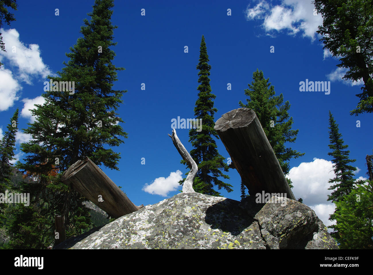 Logs on rock boulder, trees and intense blue sky, Grand Teton mountains ...