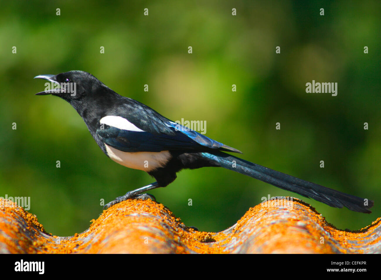 Magpies bird hi-res stock photography and images - Alamy