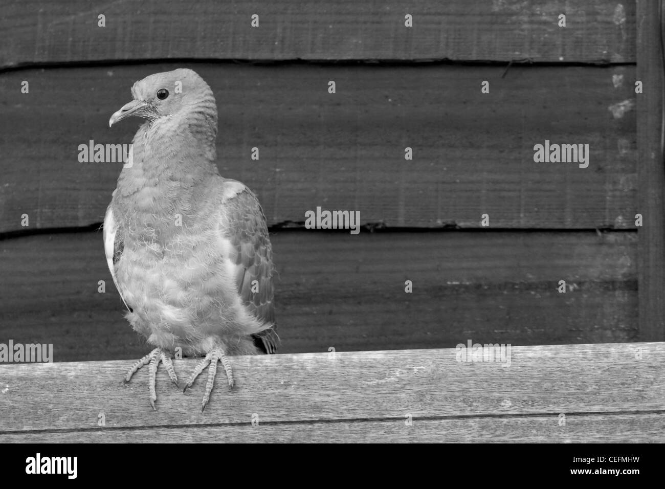 Black and white of a squab Stock Photo - Alamy
