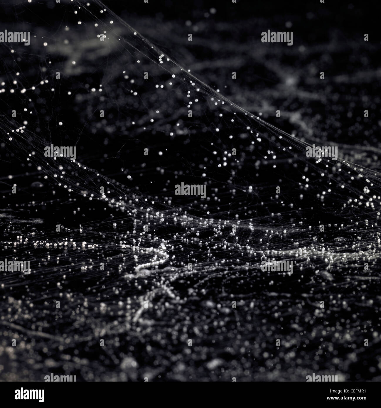 abstract studio photography of sticky and dusty cobwebs in dark back ...