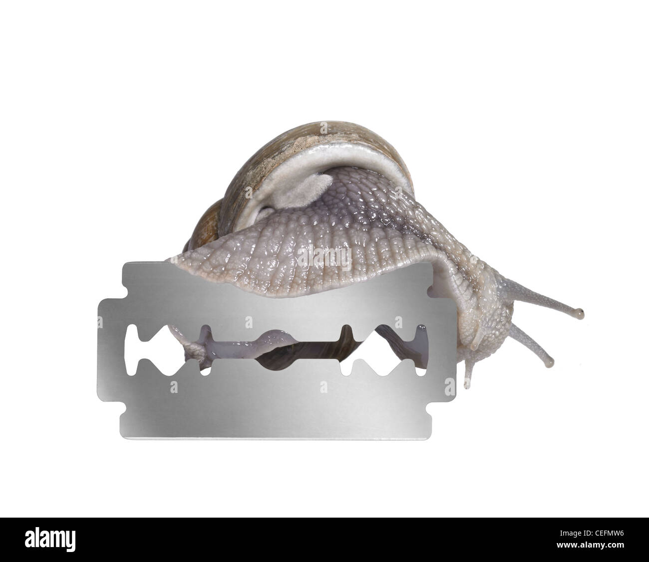 studio photography of a Grapevine snail creeping on the edge of a razor ...