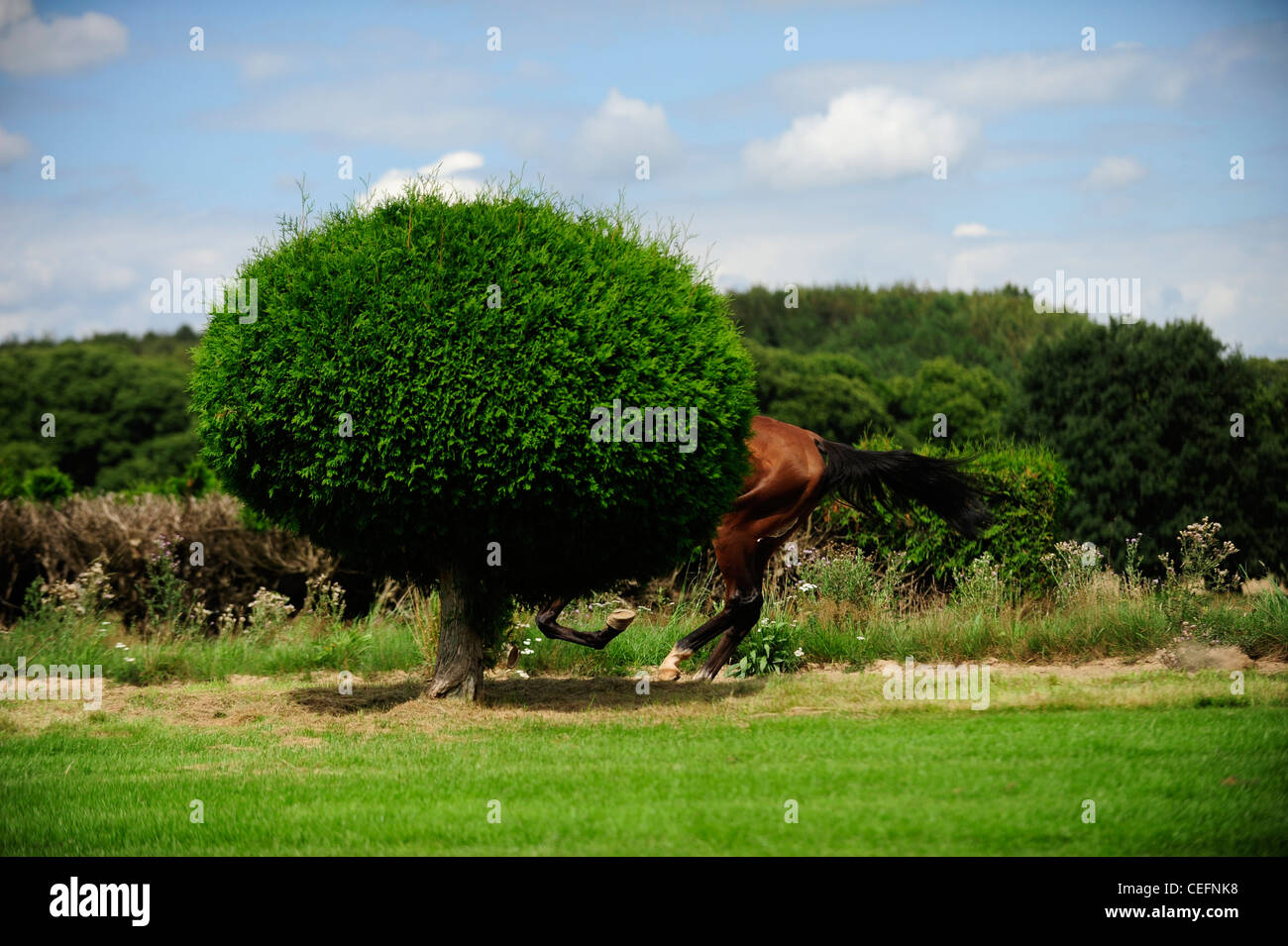 galloping horse disappears behind bush Stock Photo - Alamy