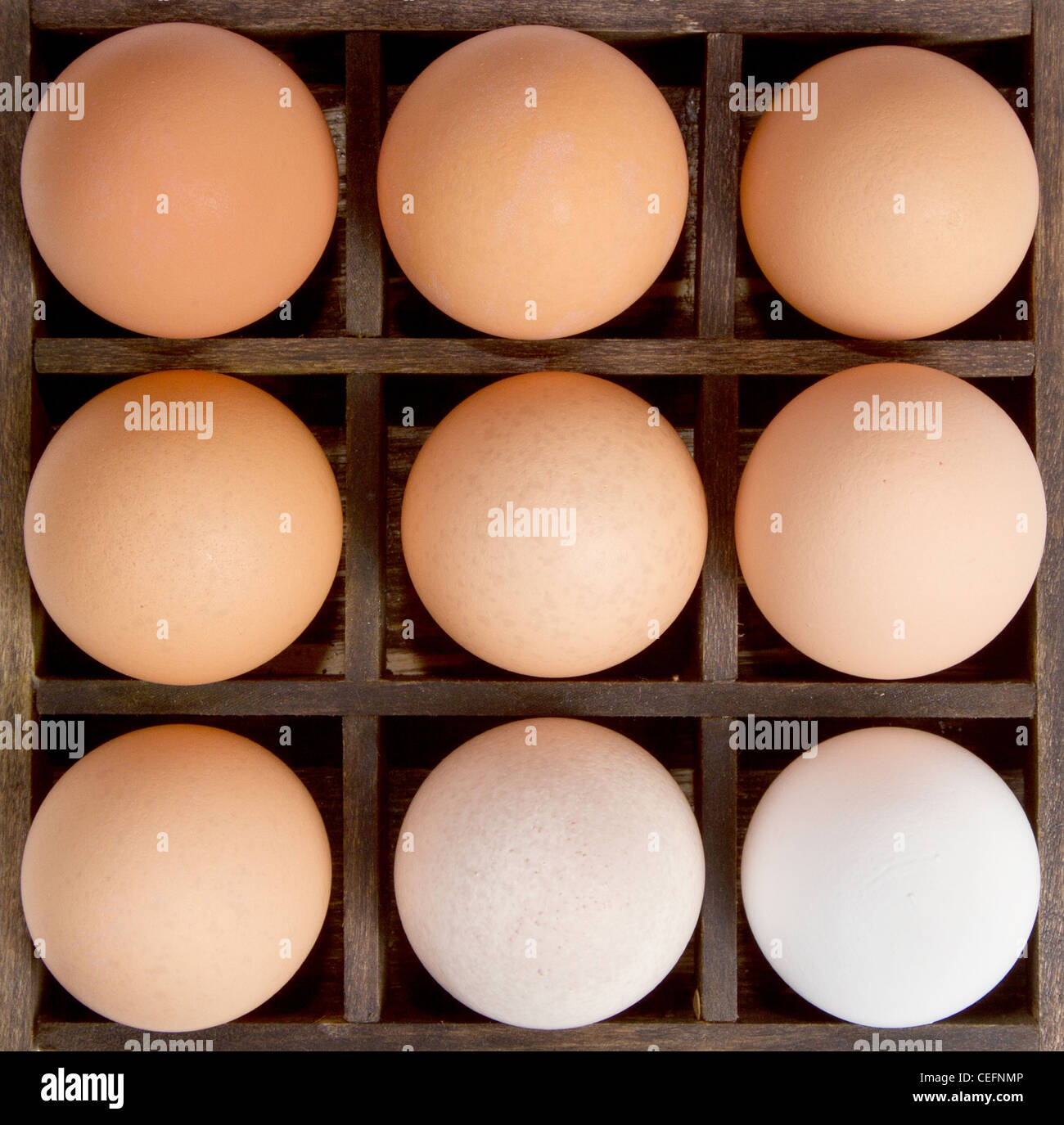 Different shades of an egg, from pure white to brown, showing harmony ...