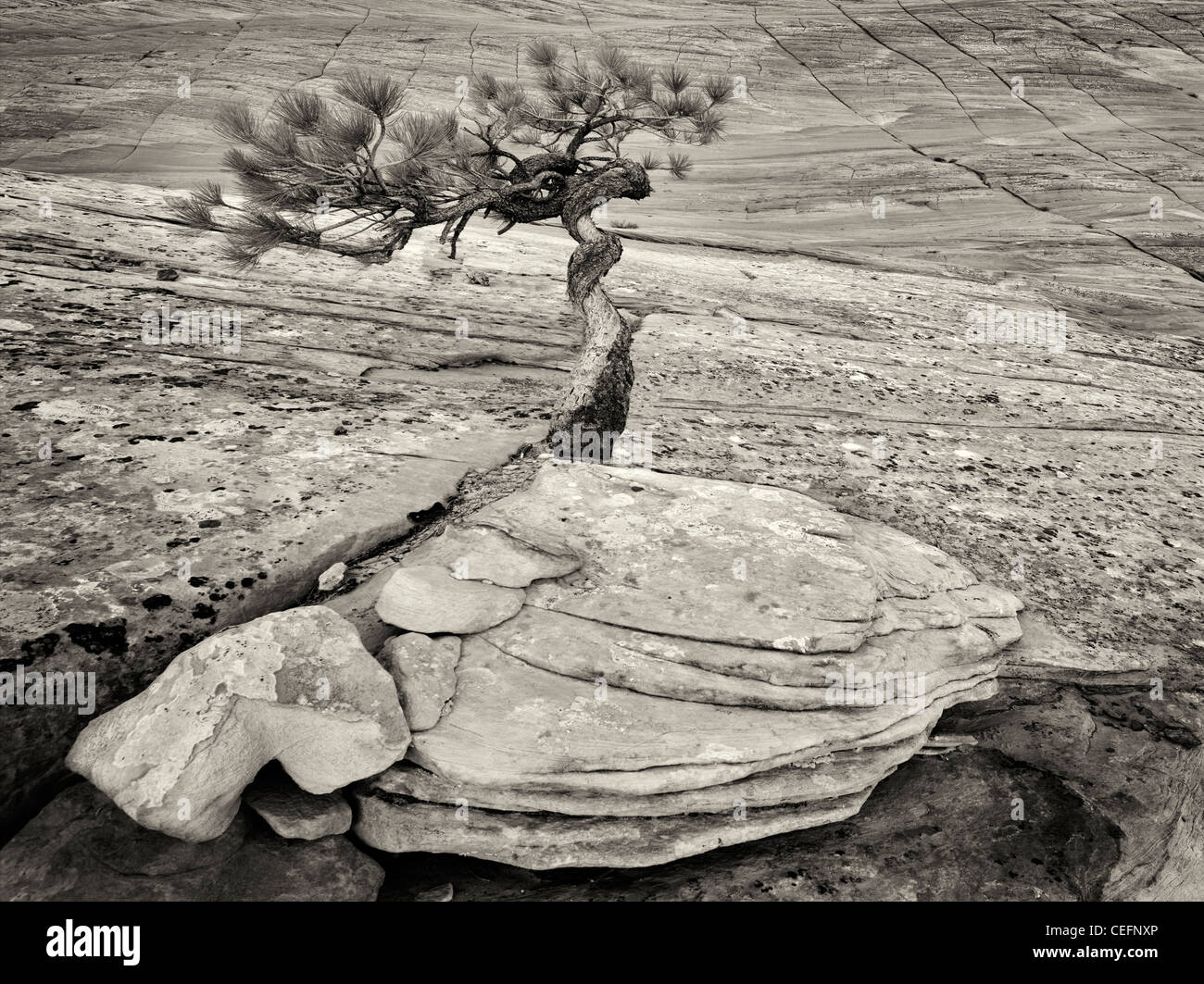 Bonsai ponderosa pine tree struggling to survive and Cherboard Mesa ...
