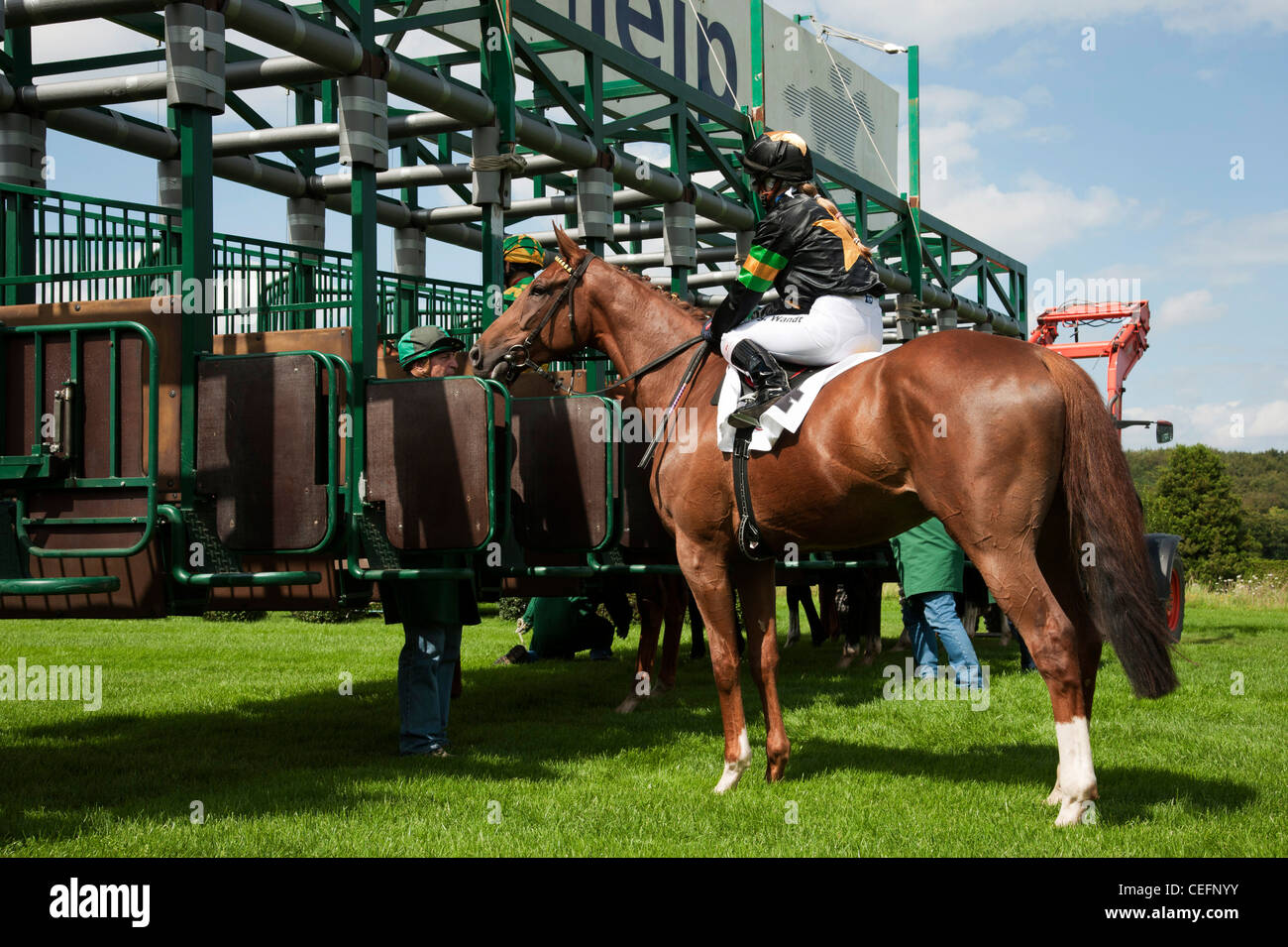 helper tries to force race horse into starting box Stock Photo - Alamy